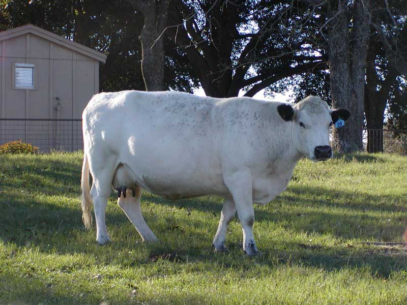 British White Cattle in Southeast Texas - JWest Cattle Company ...