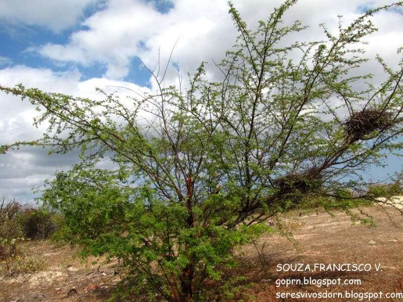 FAUNA E FLORA DO RN: Jurema preta Mimosa tenuiflora (Willd.) Poir ...