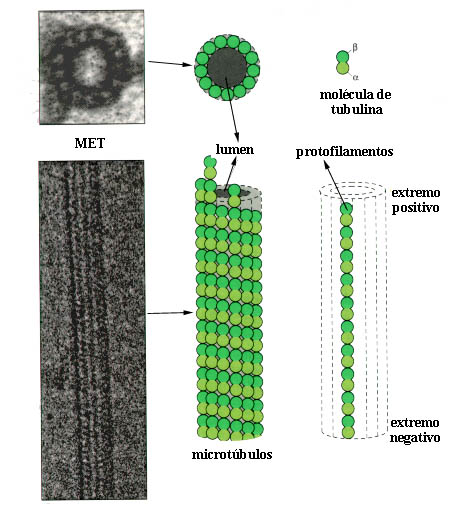 Bio Cel News: CITOESQUELETO