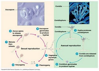 IT&sains student: JAMUR/ FUNGI