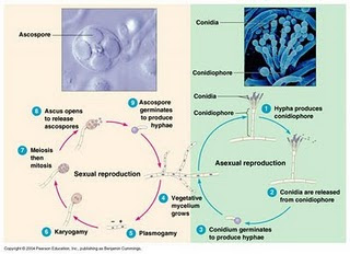 IT&sains student: JAMUR/ FUNGI