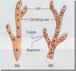 UmiOjik Buanget...: Fungi (Jamur)