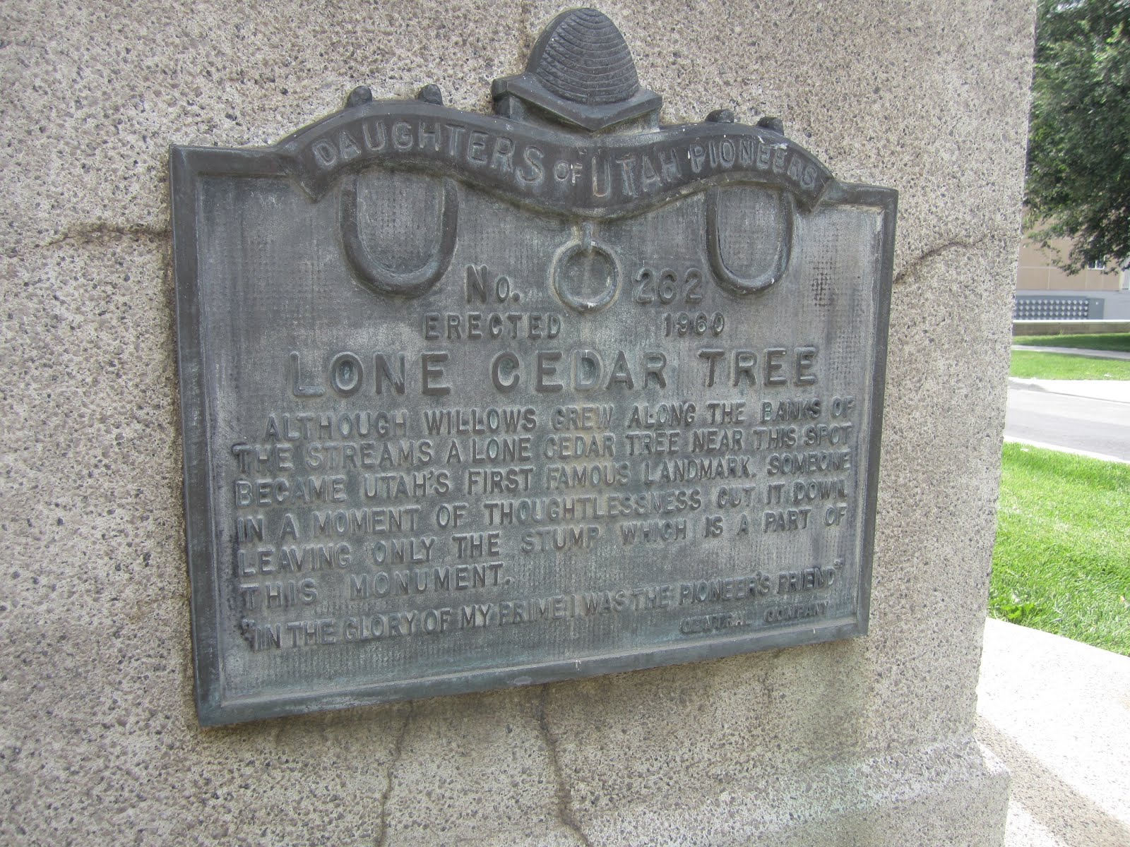 Tim in English: Lone Cedar Tree