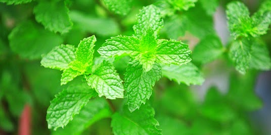 4 Manfaat Daunt Mint dan Cara Mengonsumsinya | Mudjoko