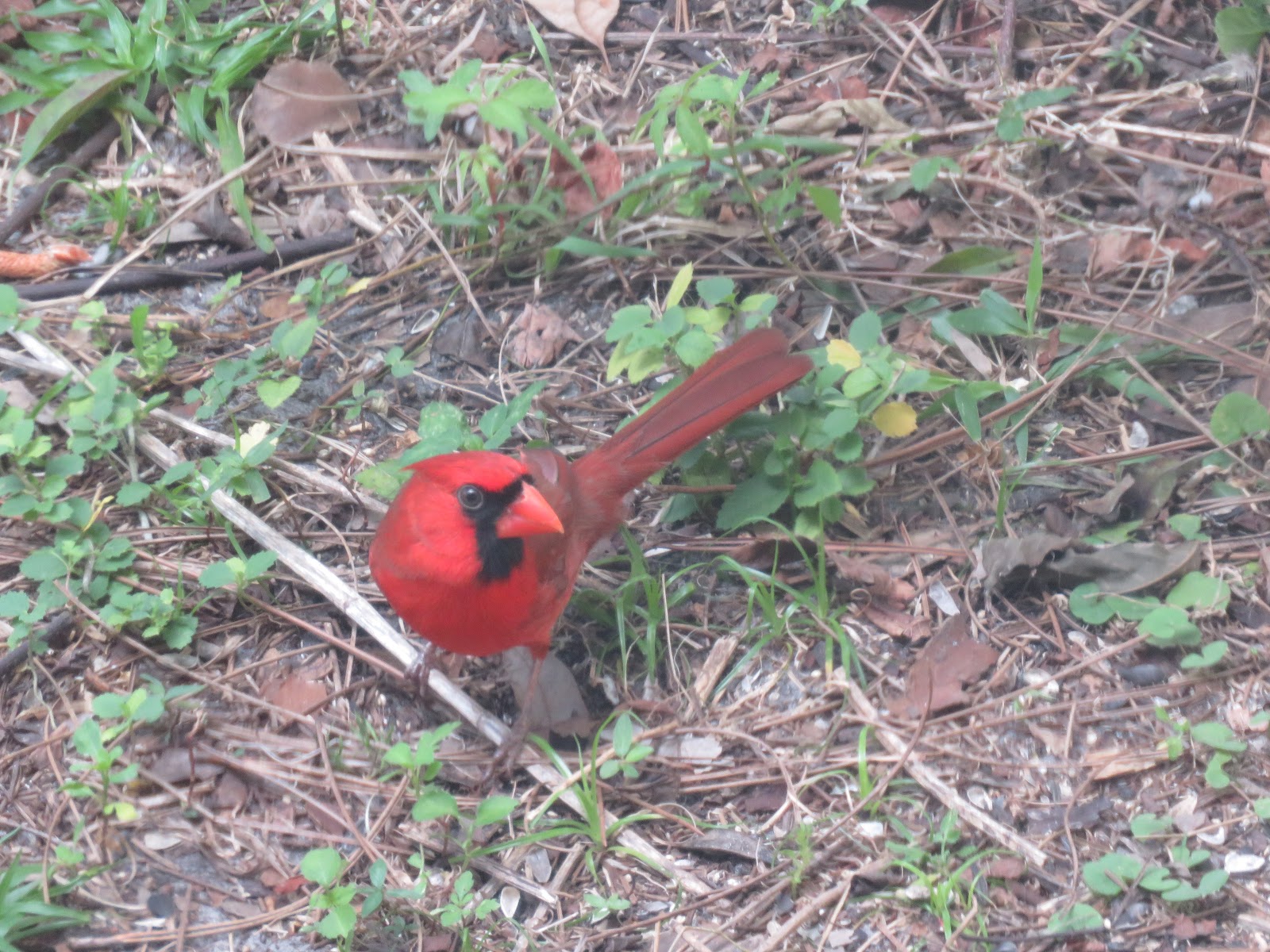 Bird & Travel Photos, Birding Sites, Bird Information: MALE NORTHERN ...