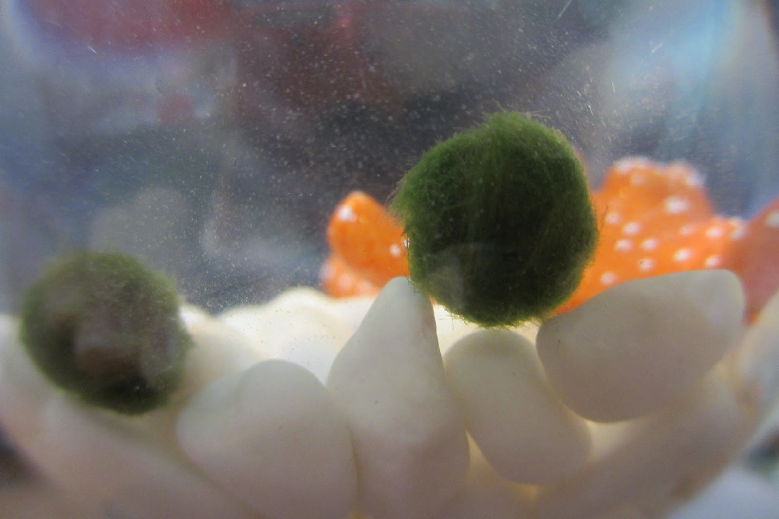 Marimo Care: The 2 little marimo