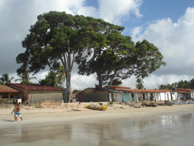 ARQUIVO DE FOTOGRAFIA https://arquivodefotografia.blogspot.com/ : Oiti