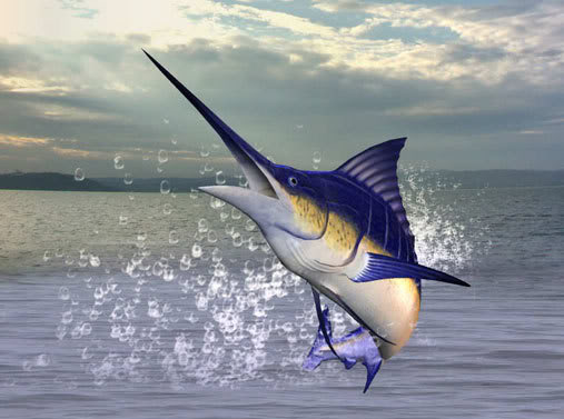 MARLIM AZUL (Makaira nigricans)