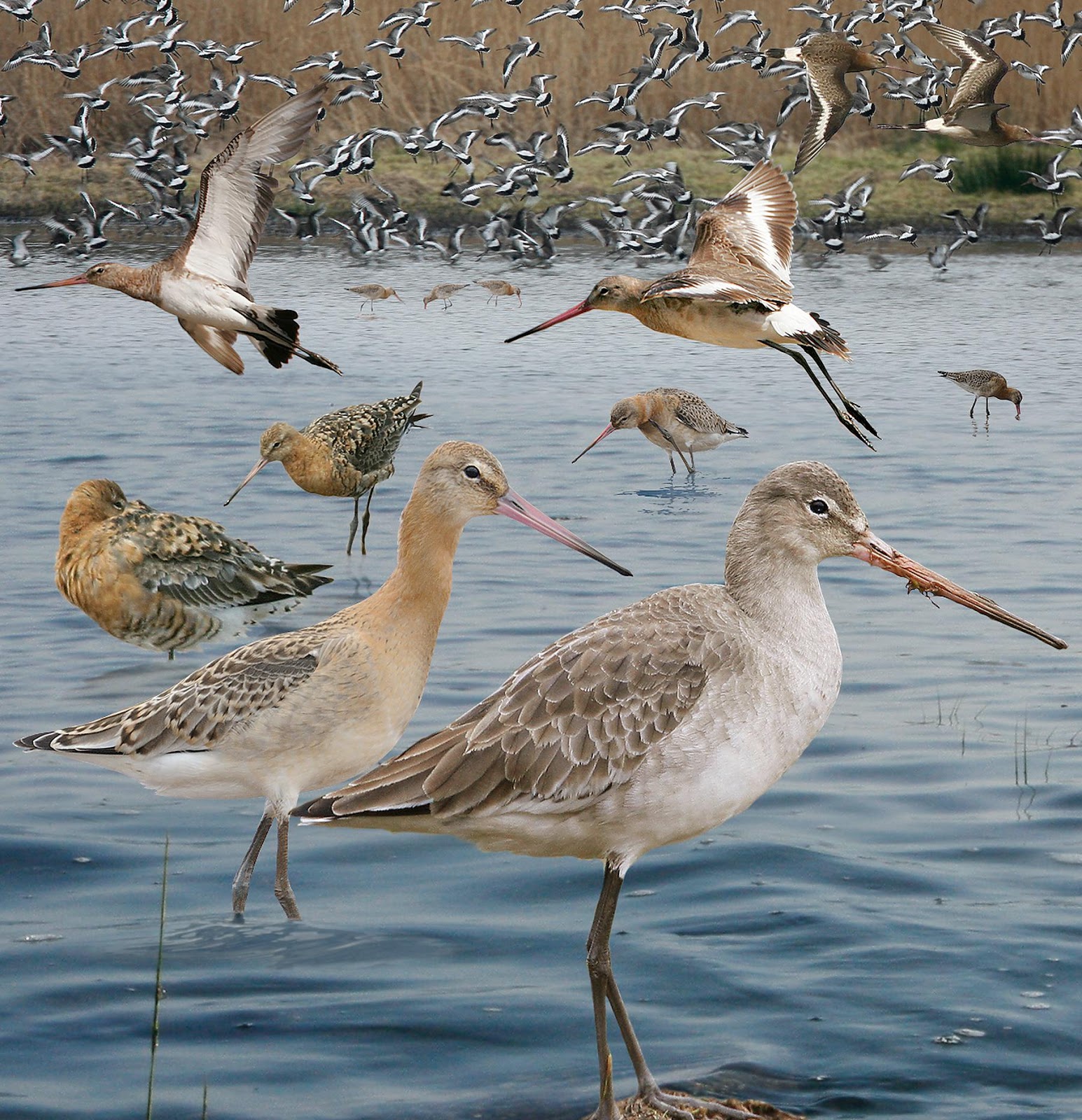 Wild Life: Black-Tailed Godwit