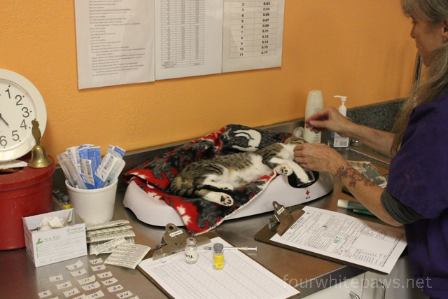 fourwhitepaws: Inside the Feral Cat Spay/Neuter Project