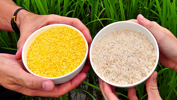 Unfolded Biotechnology: Il Golden Rice parte 1