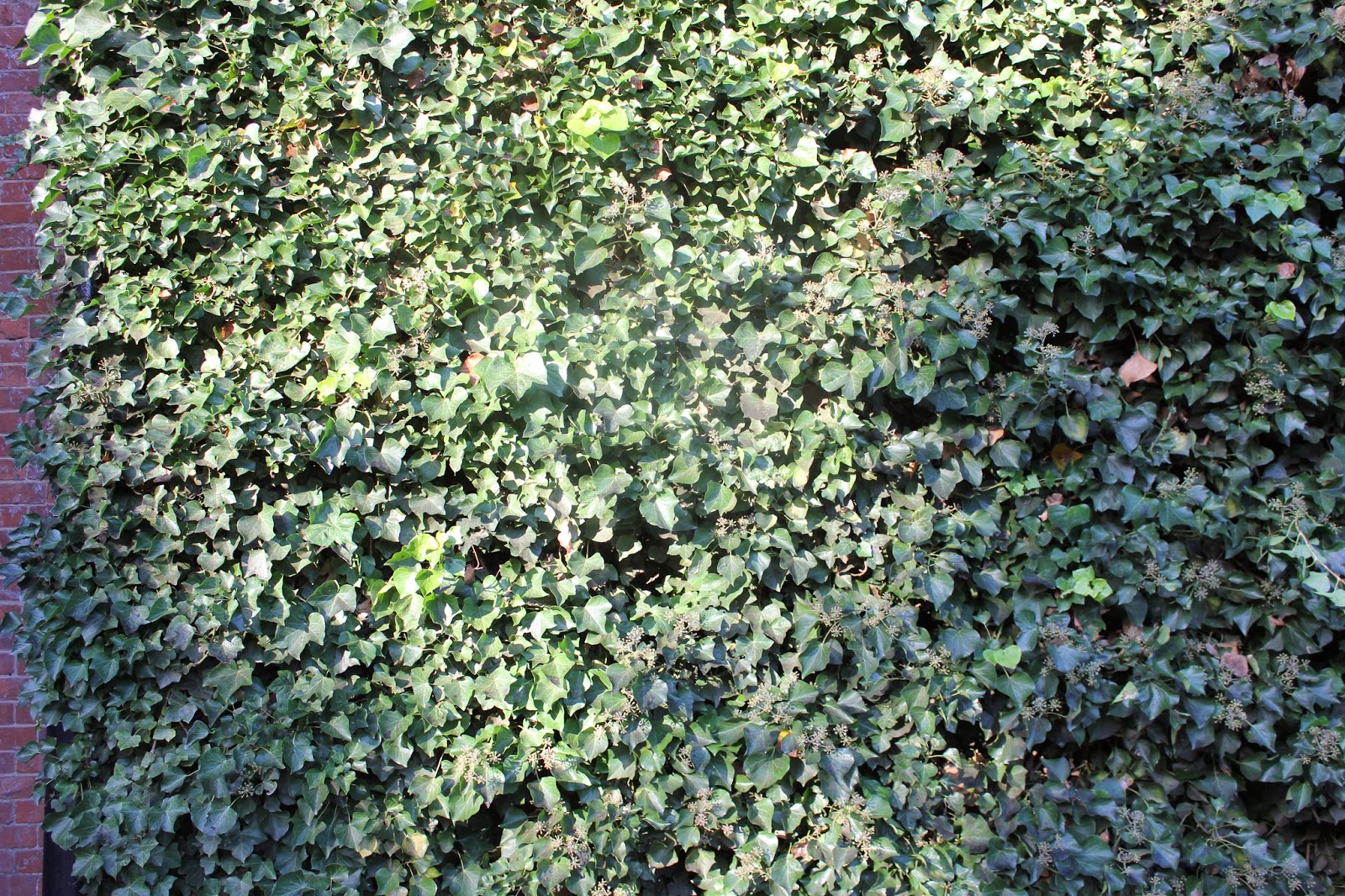 Fabiola Mann : 2 - MY INTEREST IN PHOTOGRAPHY