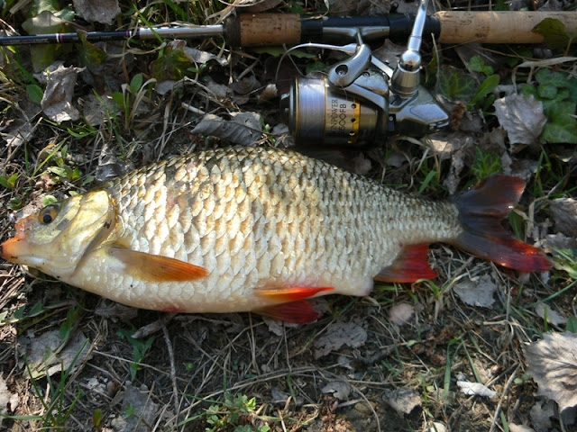 Croatia Fishing: Varalicom na crvenperku