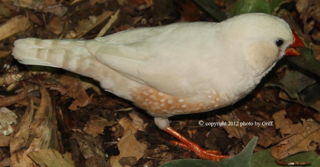 Griff's Bird Photos: Finch (White Zebra)