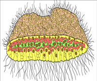 BioAnimal: Reino Animal