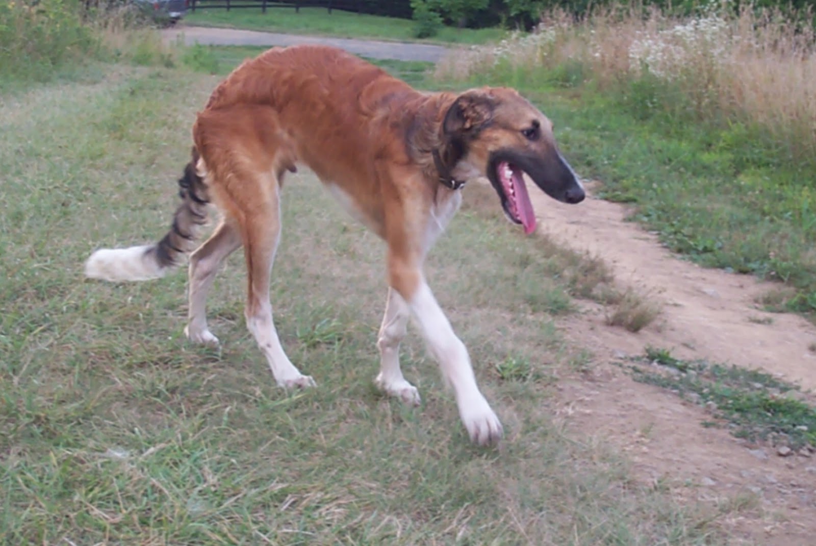 Borzoi Dog Pictures | Hound Dog Breeds Pictures and Information