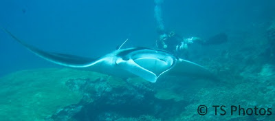 Oberflächenpause: Log 8: Die Sprache der Manta Rochen