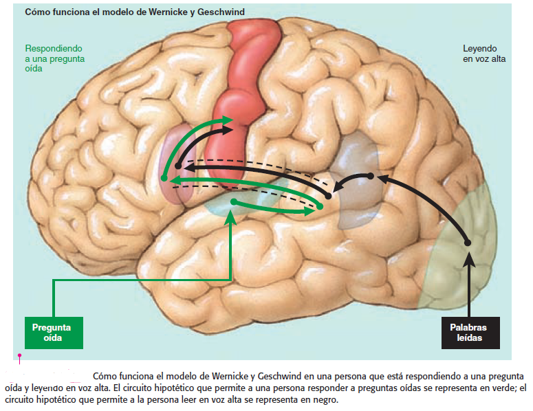 Lateralización, lenguaje y cerebro escindido