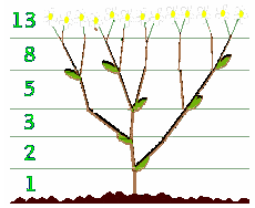 Fibonacci in Plants ~ Learn From Zero