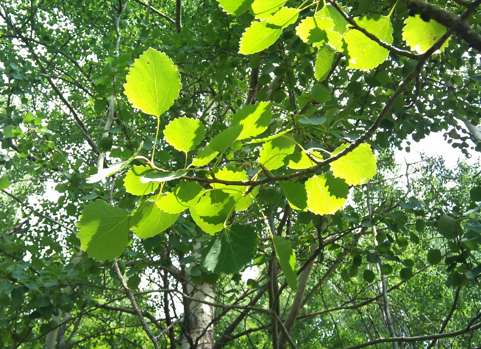 Árboles con alma: Álamo temblón. Trèmul. (Populus tremula)