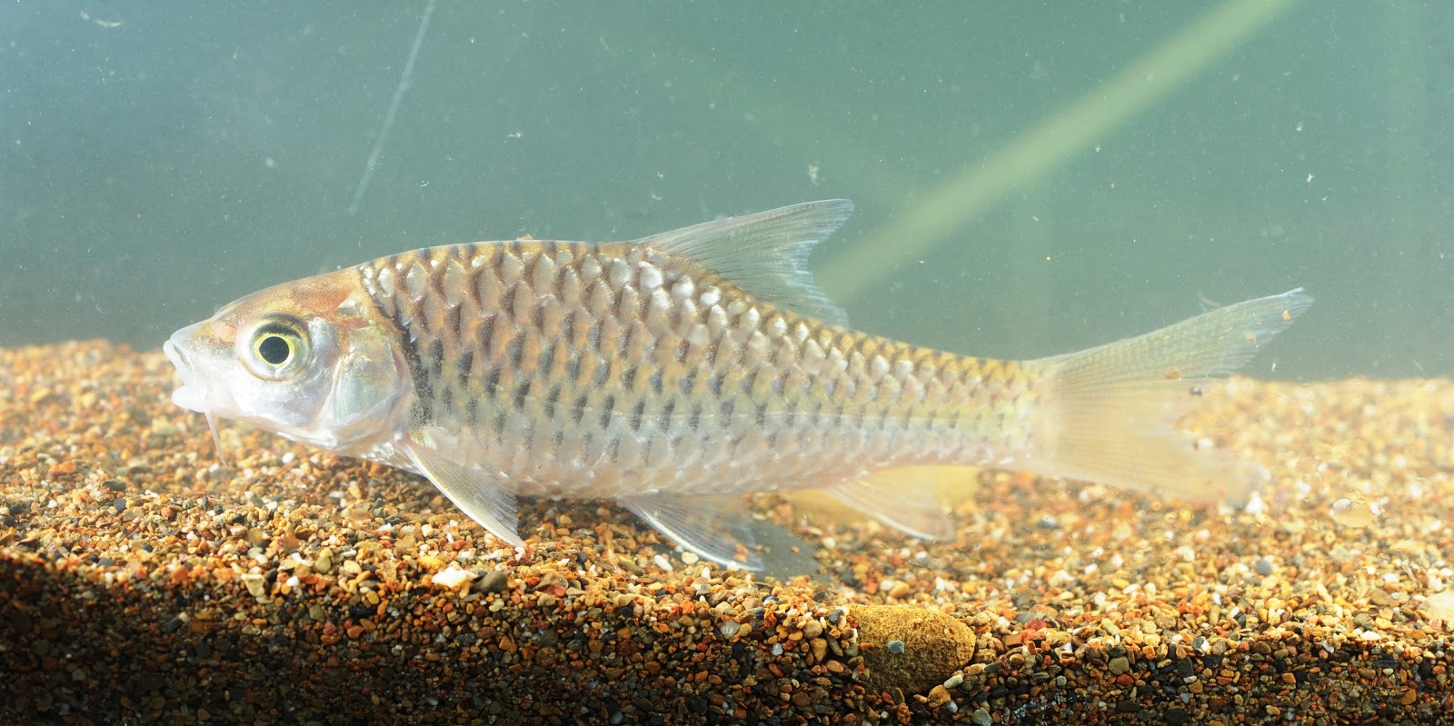 Sematong Express: Plans afoot to gazette headwaters of Baleh River ...