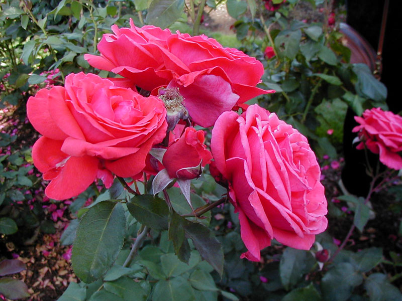 High Quality Roses: August 2011