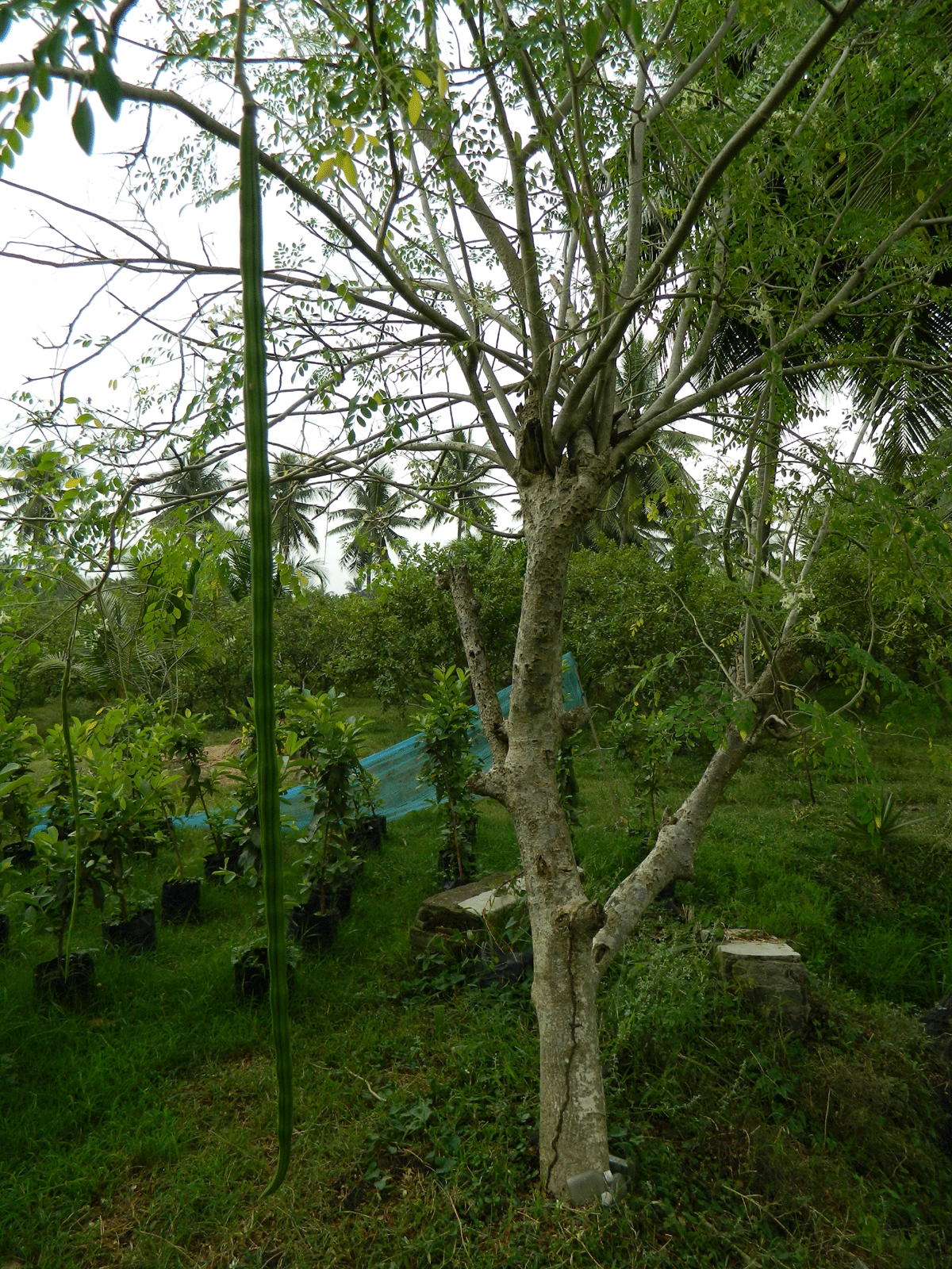 Drum Sticks-మునగ | PicsVillage