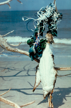 RUFKM?!: The Great Pacific Garbage Patch