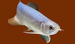 Fish Planet: Vastu fish - Arowana Sale..