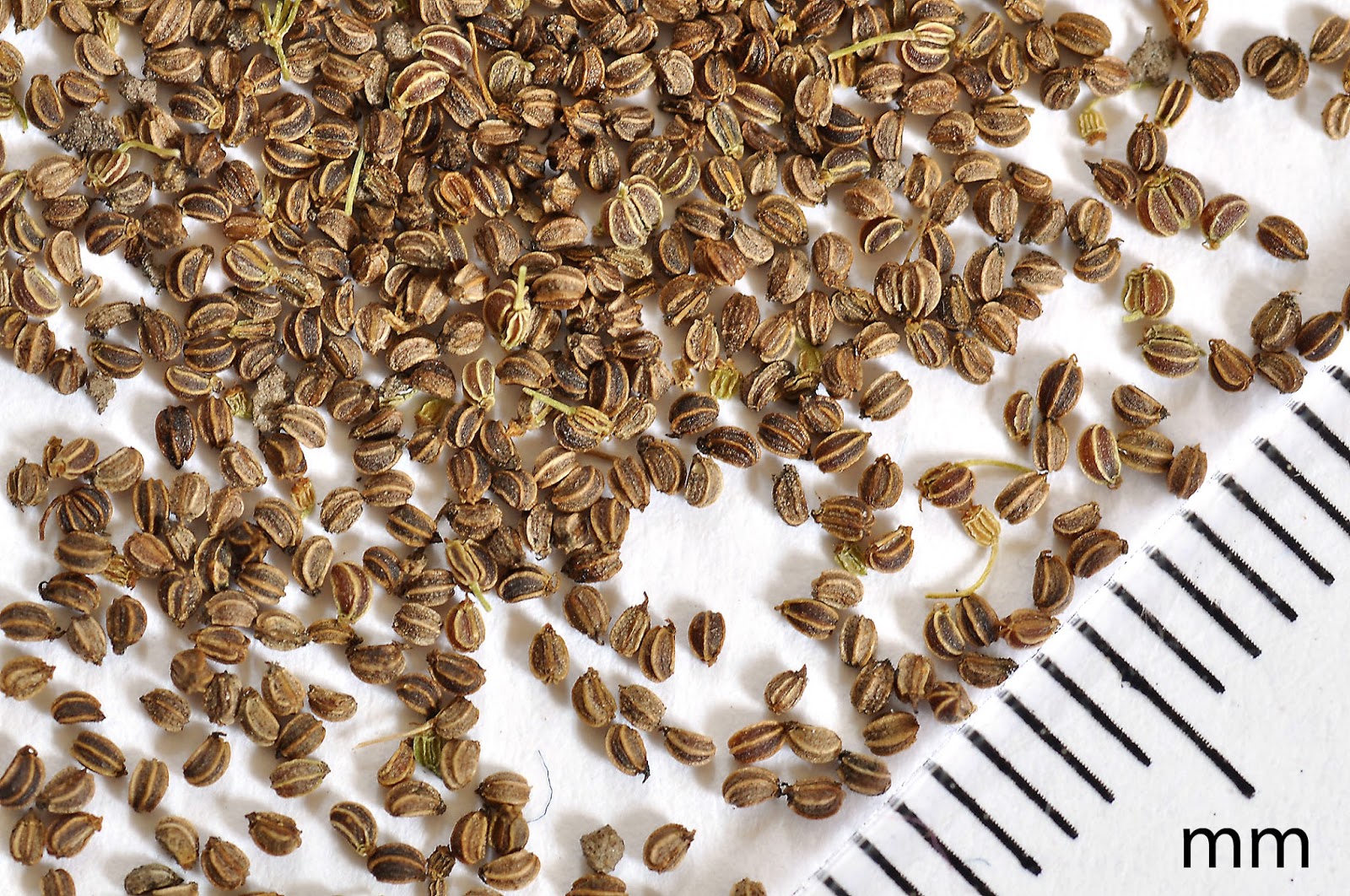 El ser es Conciencia: APIO, EL REY DE LOS MINERALES