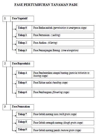Tahapan Pertumbuhan Tanaman Padi - Tanah Airku