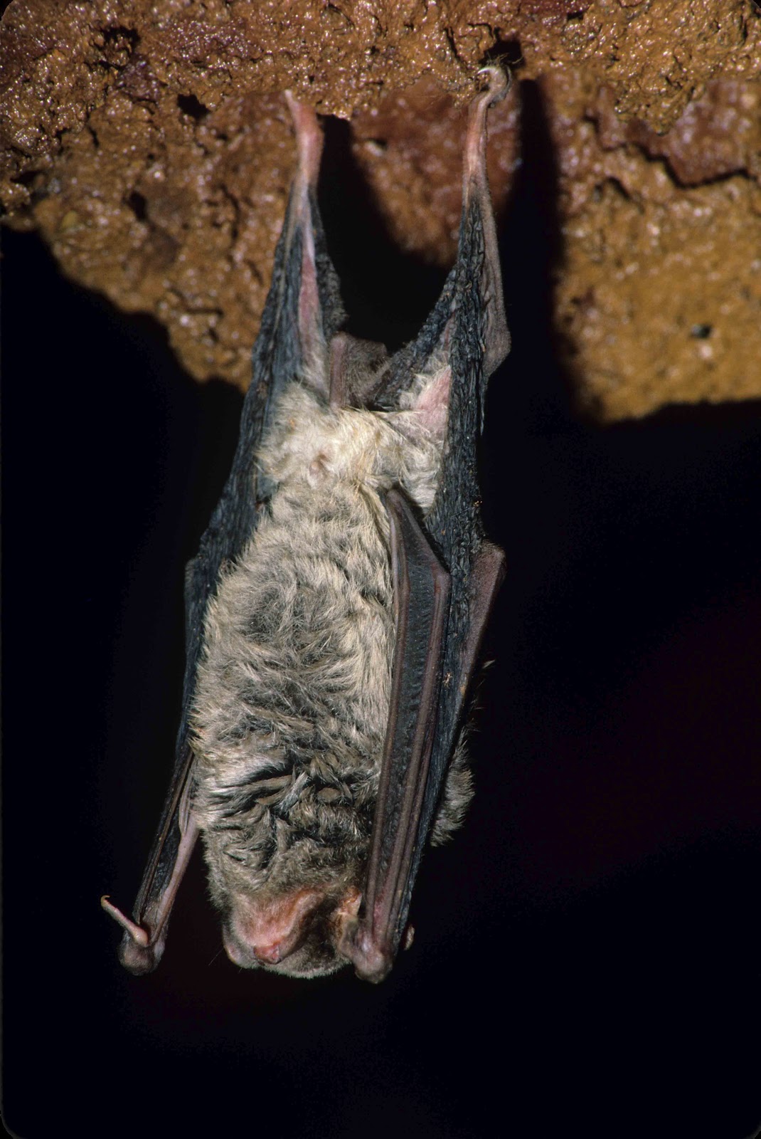 memorias fotográficas en la naturaleza: 14.000 murciélagos (o murciégalos)
