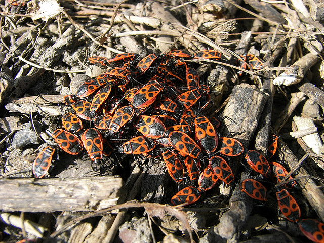 The Love Bugs | The Ark In Space