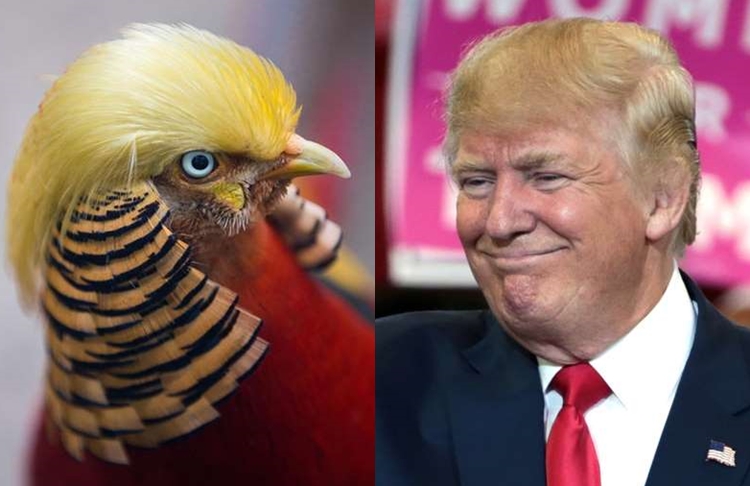 Meet the Donald Trump-like bird that has become viral sensation