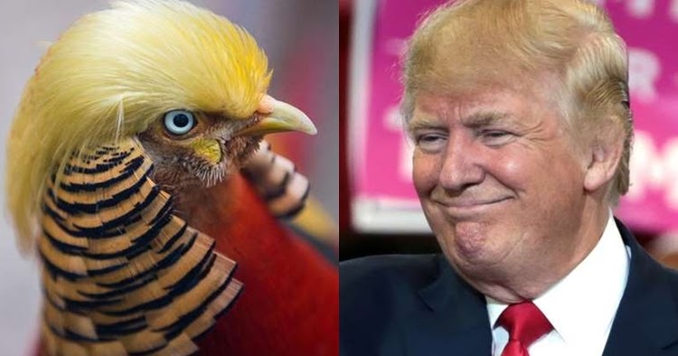 Meet the Donald Trump-like bird that has become viral sensation