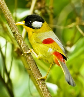 Mengenal burung pancawarna - Ocehan Kenari