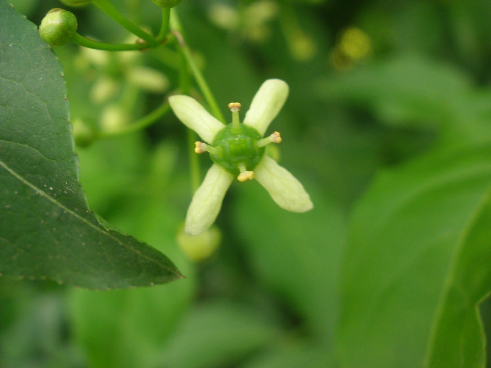 Di fiore in fiore: Berretta del prete