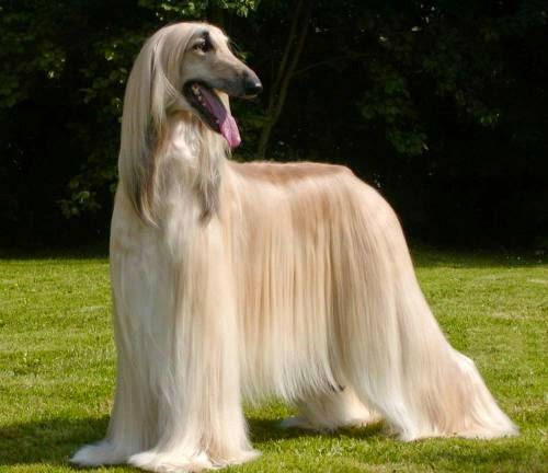 Todo Sobre Perros: Lebrel afgano