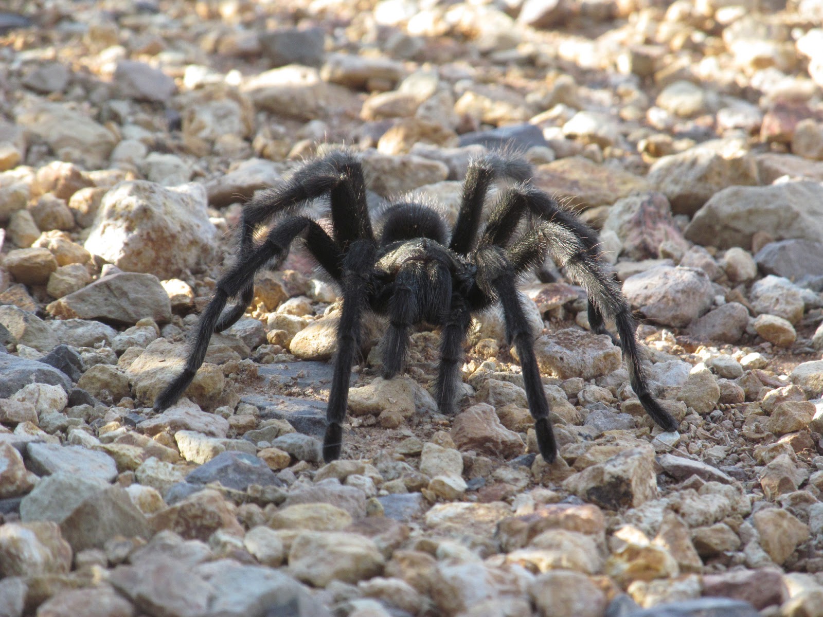 Blogging from the Boot Heel: The Desert Comes Alive: Tarantula ...
