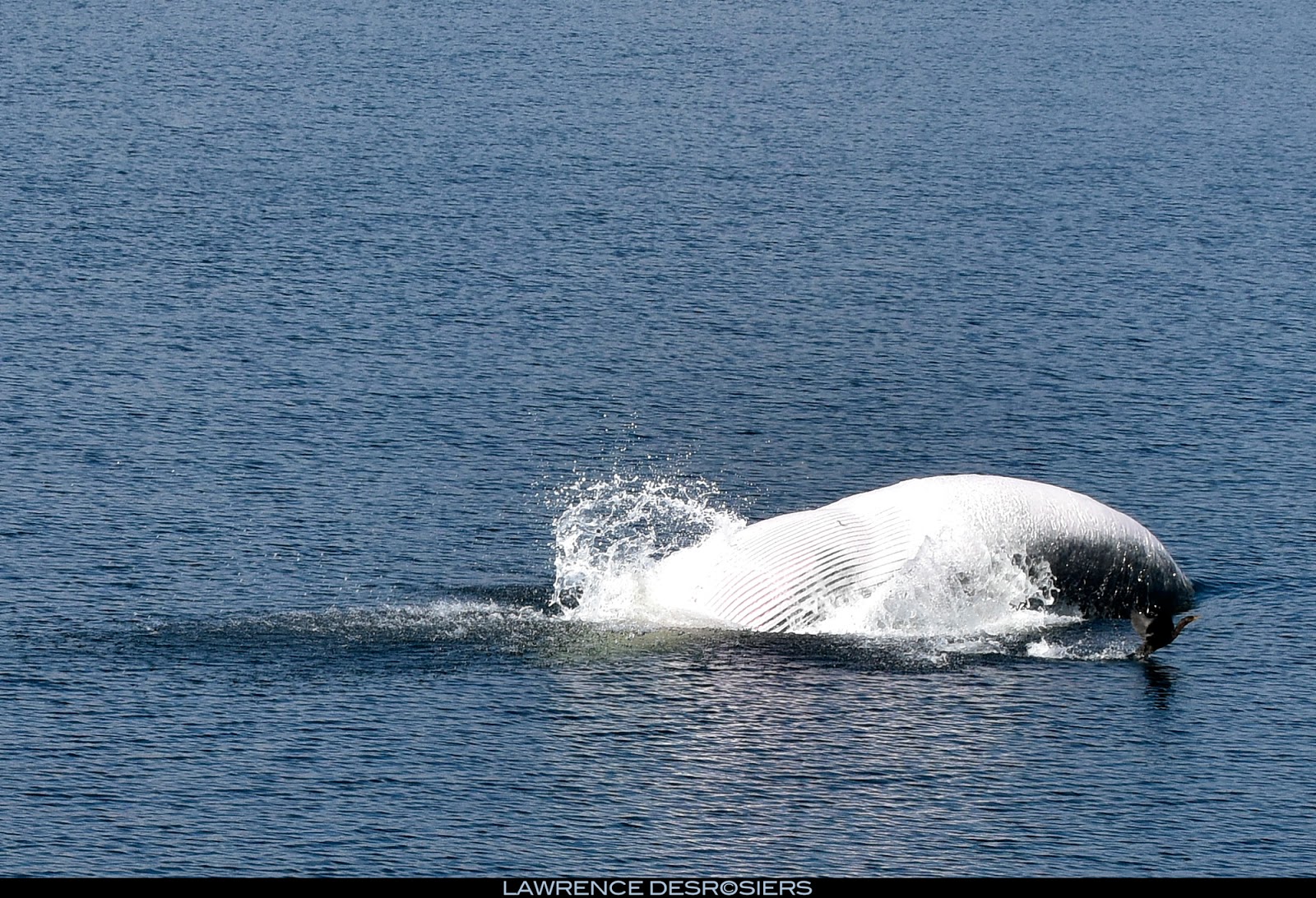 Photos, mots et dessins: Rorqual commun...