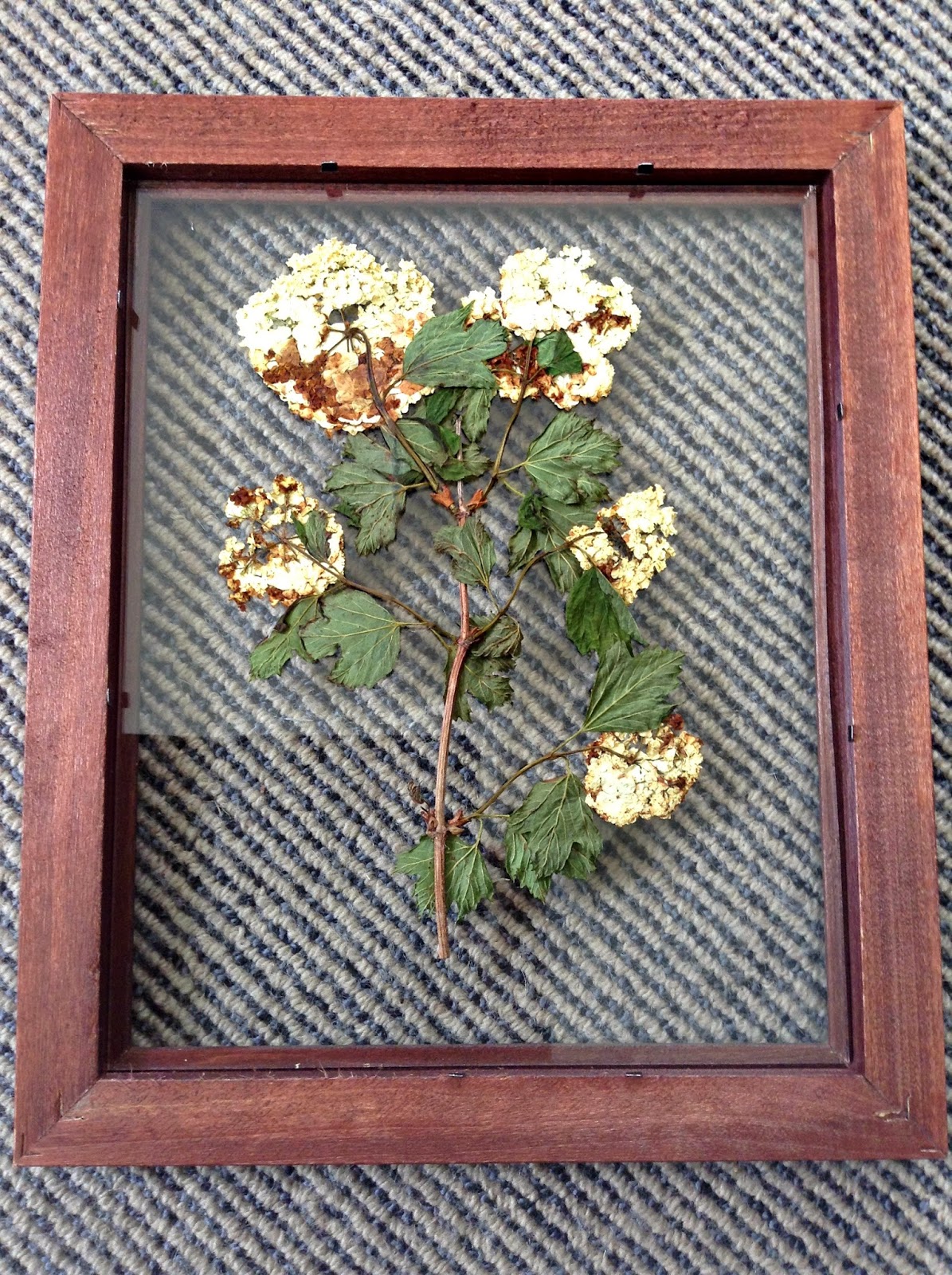 Salute to Cute: Pressed Flowers in Frames