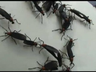 OldSchoolBillsGarden: Driving in Florida During Lovebug Season