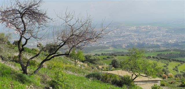 THE VIEW FROM FEZ: Spring Flowers in Fez
