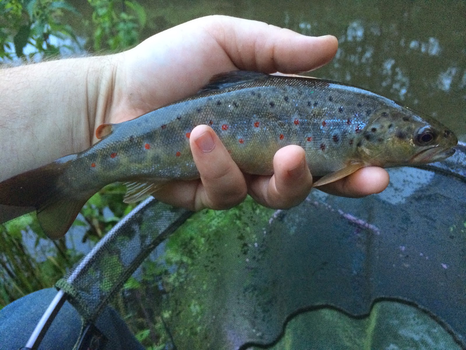 Danny's Angling Blog: Pondip Review and River Bollin On the Stick Float