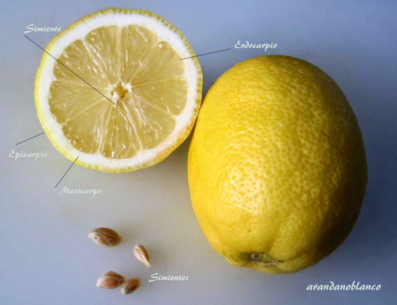 elarbolmiamigo-encinarosa: Limonero / Citrus limonum