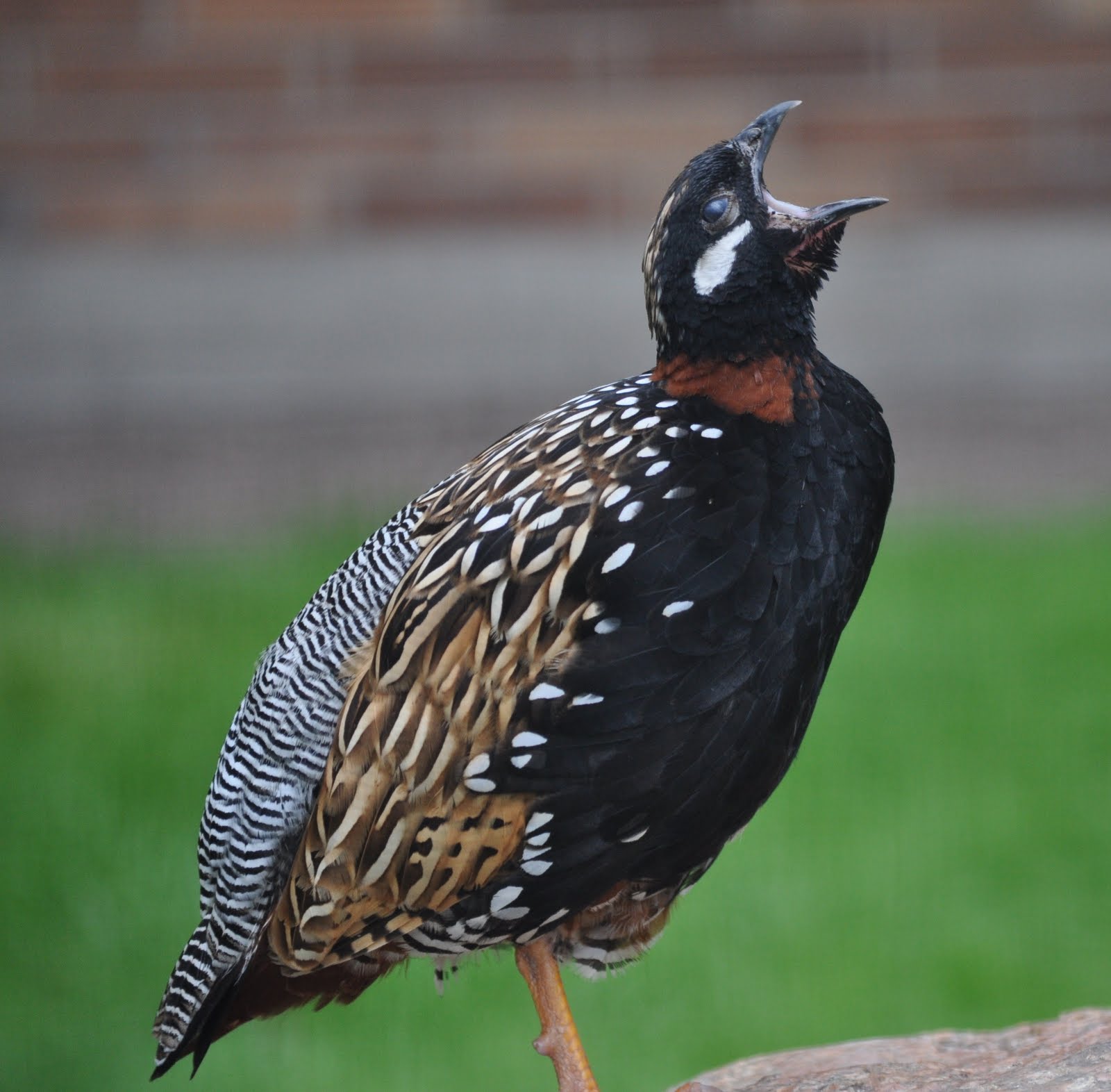 ZOOTOGRAFIANDO (6.100 ANIMALS): FRANCOLÍN VENTINEGRO / BLACK FRANCOLIN ...