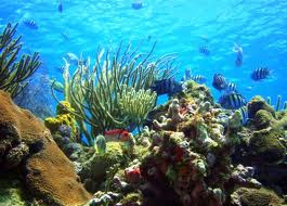 Océano Pacífico: Flora y Fauna del Oceano pacifico