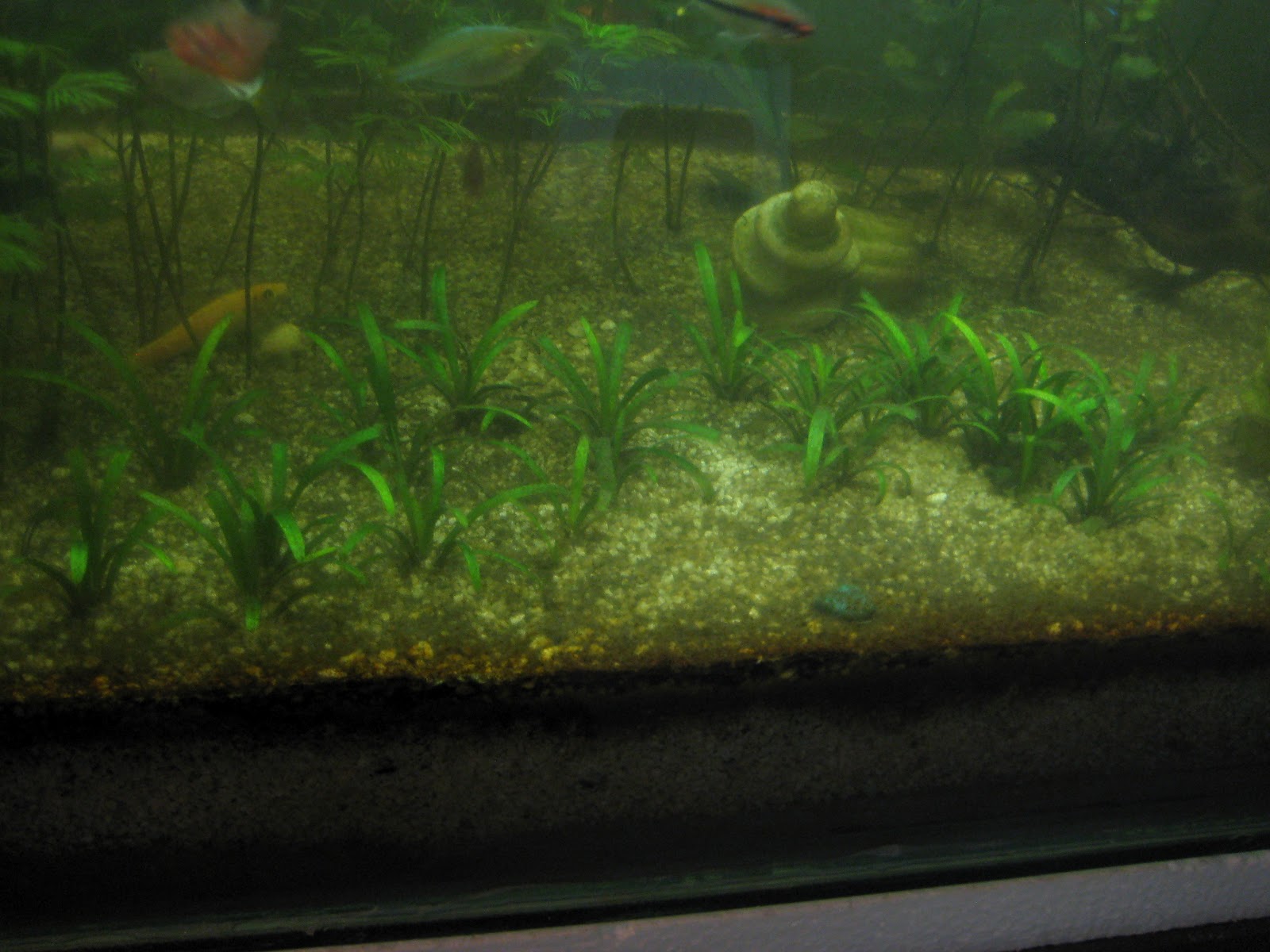 My Fresh Water Aquarium - Natural Planted Tank (Walstad Method ...