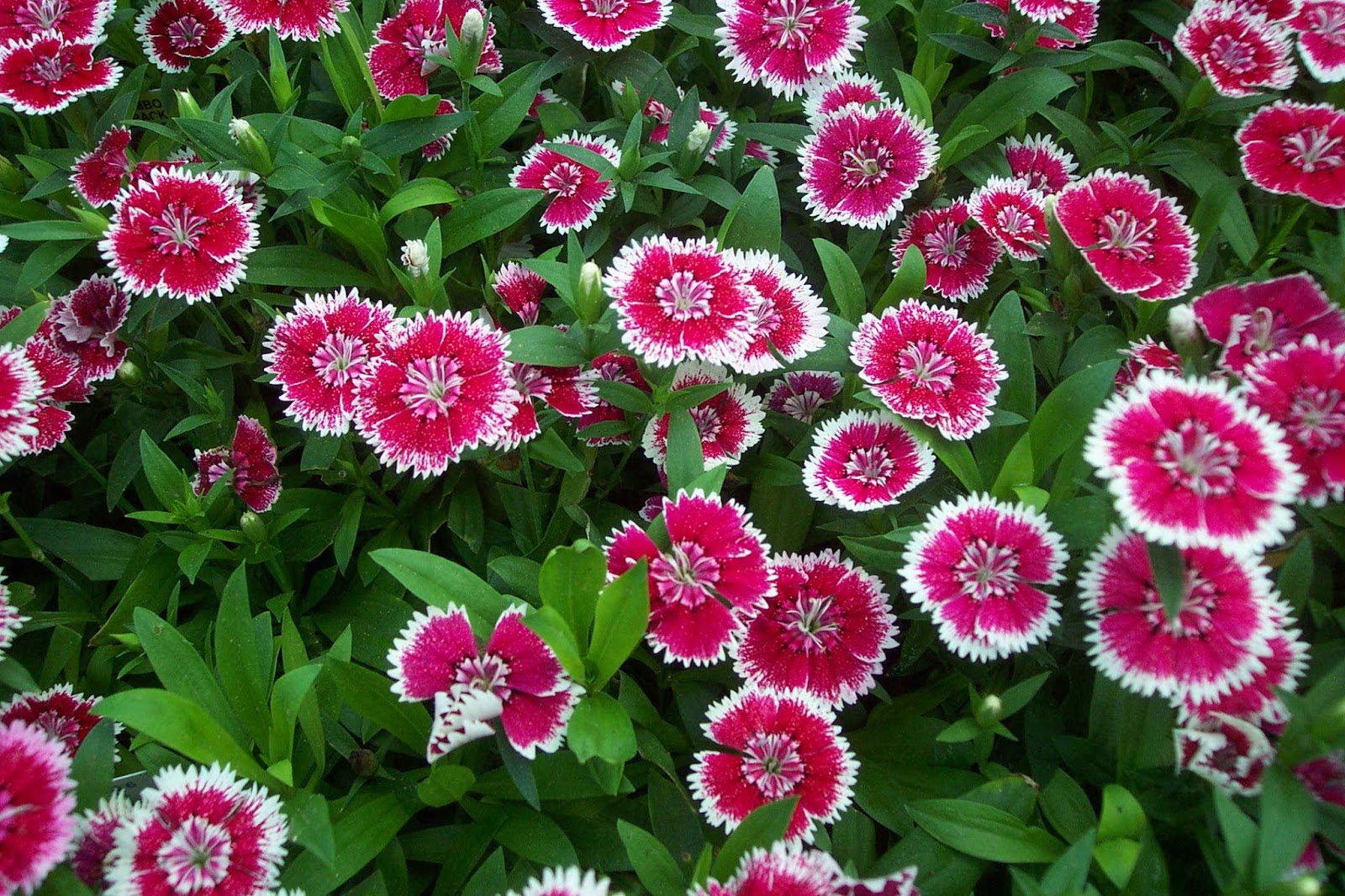 Dianthus - Flowers World