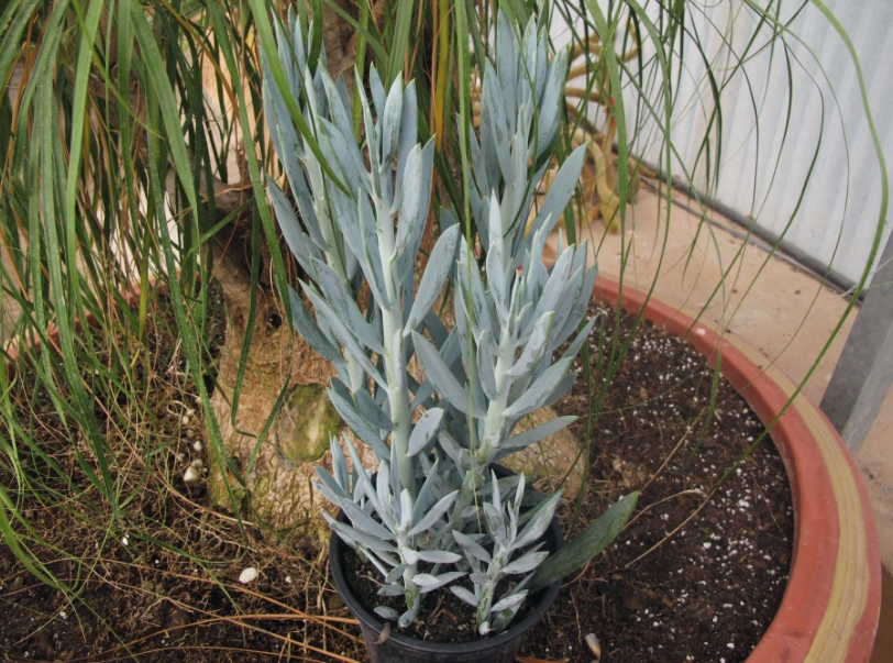 Plantas y flores: Senecios